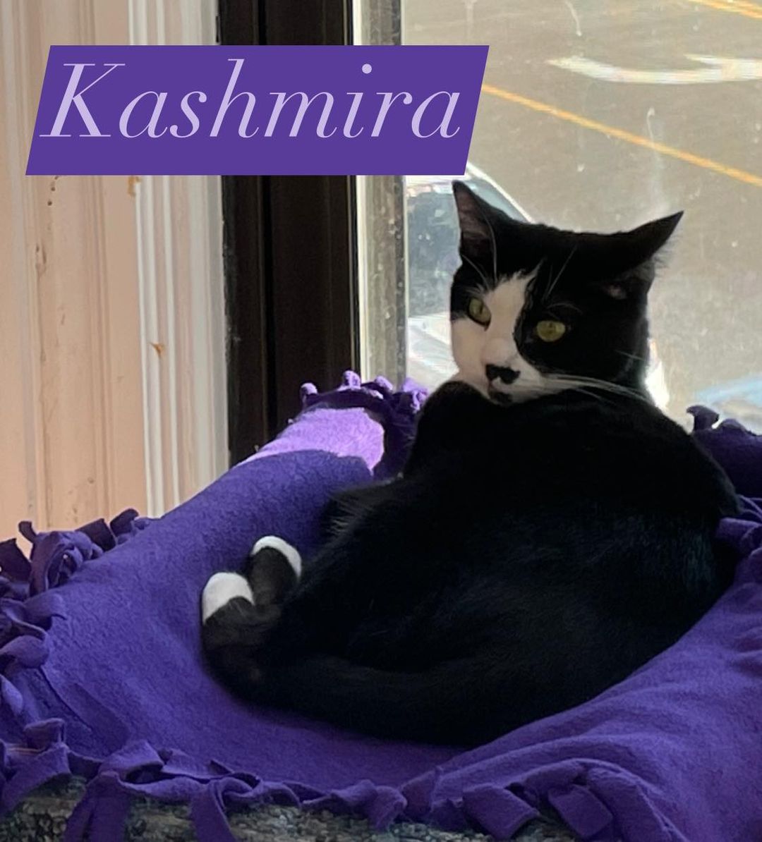 Kashmira Is WSCR Cat Of The Week | News, Sports, Jobs - Post Journal